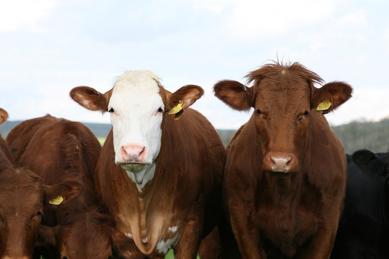 What are 5 important minerals in animals? - Improving animal nutrition ...
