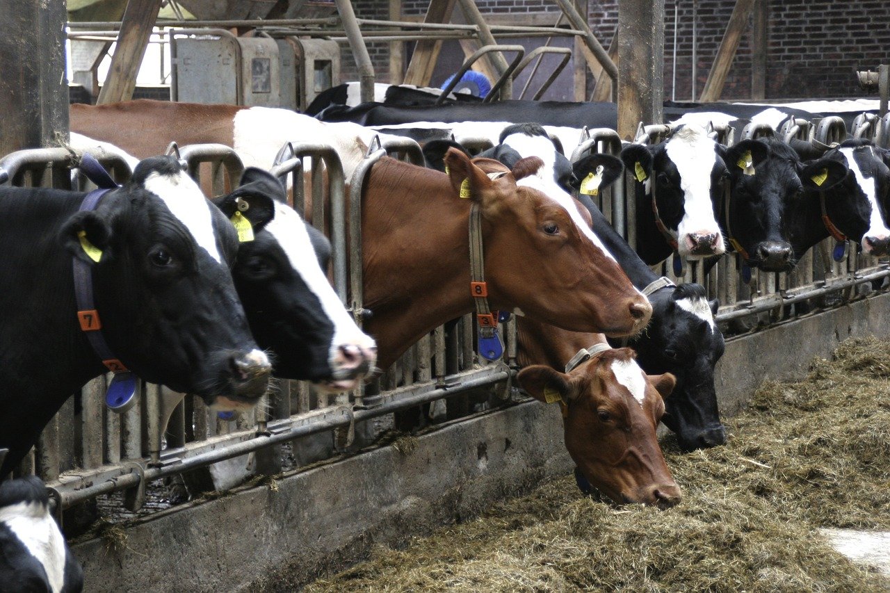 Discover Different Feed Additives Used in Animal Farming & Their Benefits