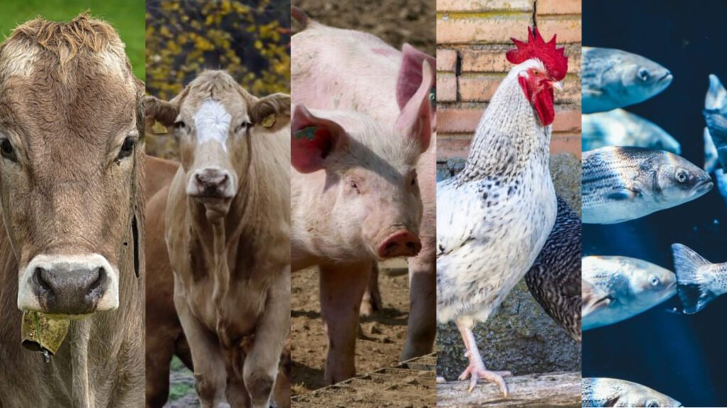 Organic Trace Minerals Additive - Improving animal nutrition and health ...