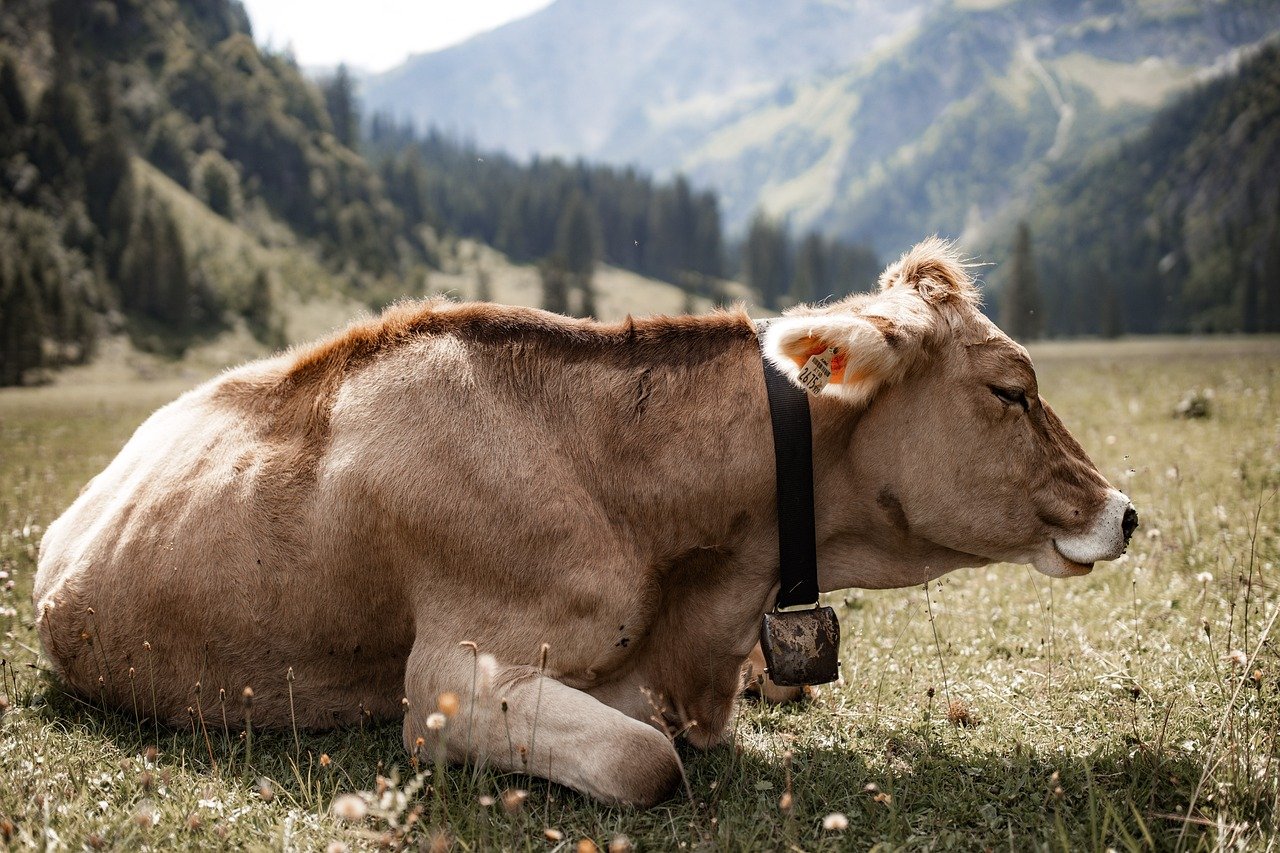 Uncover Different Forms of Chromium for Animal Nutrition: Chromium ...