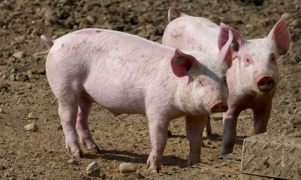 Enhancing Pig Skin and Coat: Optimal Trace Elements - Improving animal ...